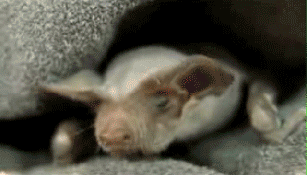 Snit GIF - Conseguir o melhor gif em GIFER