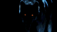Werewolves GIFs - Get the best gif on GIFER
