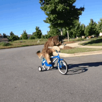 Wheel GIFs - Get the best gif on GIFER