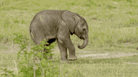Clumsy GIFs - Get the best gif on GIFER