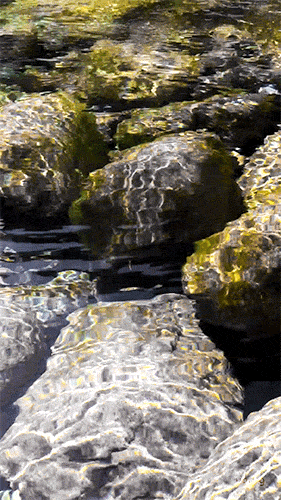 Rio rainforest GIF - Conseguir o melhor gif em GIFER