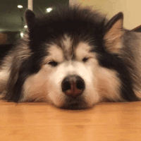Oreille GIFs - Get the best gif on GIFER