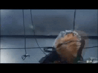 Morphy GIFs - Get the best gif on GIFER