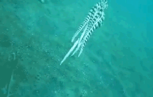 Pulpo GIFs - Get the best gif on GIFER