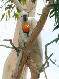 Какаду GIFs - Get the best gif on GIFER