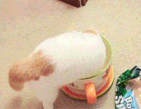 Rotflol GIFs - Get the best gif on GIFER