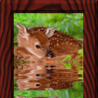 Fawn GIFs - Get the best gif on GIFER