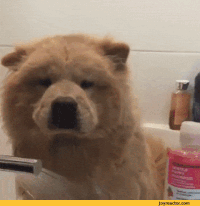 Wash GIFs - Get the best gif on GIFER