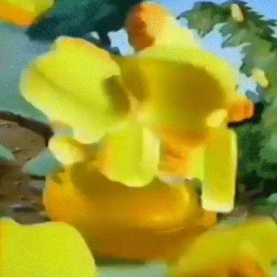 Pots of gold GIF - Conseguir o melhor gif em GIFER