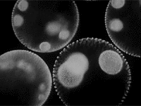 Biology GIFs - Get the best gif on GIFER