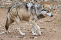 Lobo GIFs - Get the best gif on GIFER