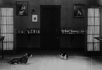 Perc GIFs - Get the best gif on GIFER