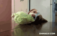 Cabbage GIFs - Get the best gif on GIFER