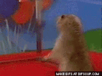 Chipmunk GIFs - Get the best gif on GIFER