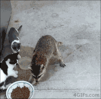 Raccoon GIFs - Get the best gif on GIFER