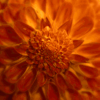 Overflow GIFs - Get the best gif on GIFER