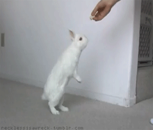 GIF walking hungry feeding - animated GIF on GIFER - by Starworm