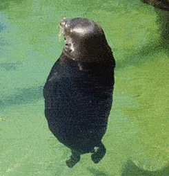 Spinning seal swimming GIF on GIFER - by Magor