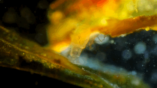 GIF rotifers s evolution - animated GIF on GIFER - by Vudoll