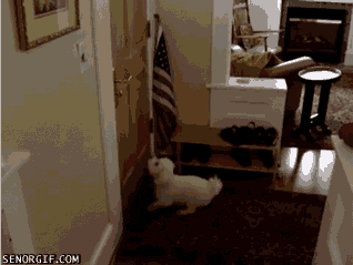 Gif De Perro Confundido Inclinando La Cabeza Dog Head Tilt GIFs Find