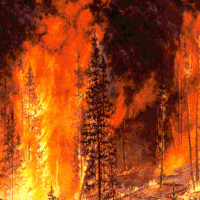 GIF forest - animated GIF on GIFER - by Zalsa