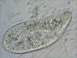 Gif Protozoa Microorganism Science Animated Gif On Gifer