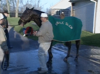 Cookie GIF on GIFER - by Bulbine