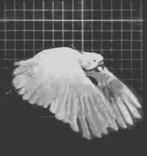 Vintage art bird GIF on GIFER - by Jolis