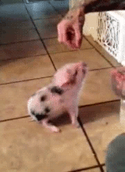 Eating falling GIF on GIFER - by Lalen