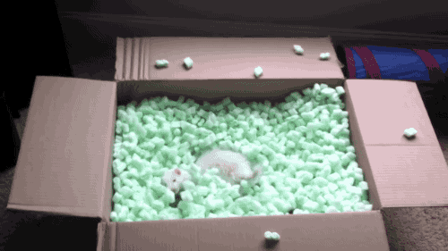 Animals ferret GIF on GIFER - by Faerg