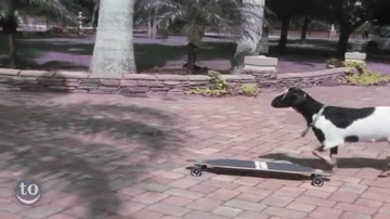 GIF top chelsea goat - animated GIF on GIFER - by Malagor