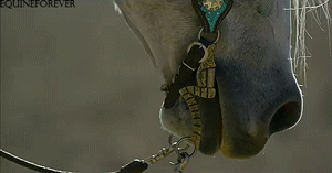 Horse animals equine GIF on GIFER - by Dagdazel