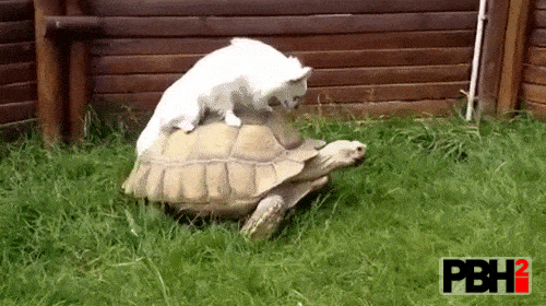 Turtle GIF on GIFER - by Tokasa