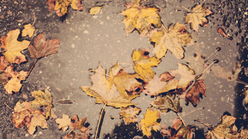 Autumn photography GIF on GIFER - by Meztigal