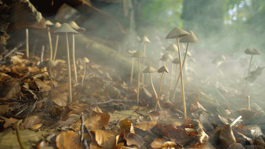 GIF mushrooms mist autumn - animated GIF on GIFER - by Faezuru