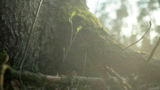 Forest dawn cinemagraph GIF on GIFER - by Sharpfont