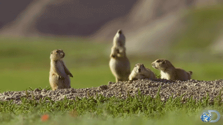 Prairie discovery channel GIF on GIFER - by Nuadador