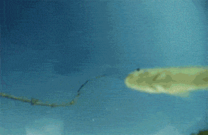 GIF dying dead sick - animated GIF on GIFER - by Sadred