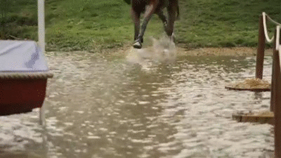 Weißes Rennendes Pferd Gif Horse Race Rennend Rennen GIF Auf GIFER