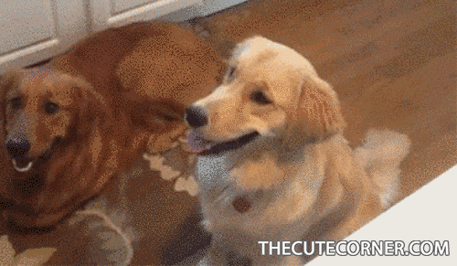 Funny dog animals dog GIF on GIFER - by Malarr