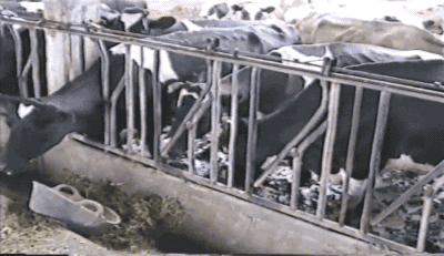 Cow GIF on GIFER - by Mogami
