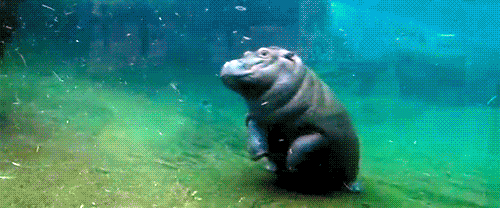 Swim great water GIF on GIFER - by Whitestaff