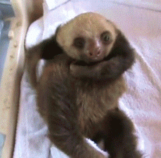 Deal With It Gif Sloth